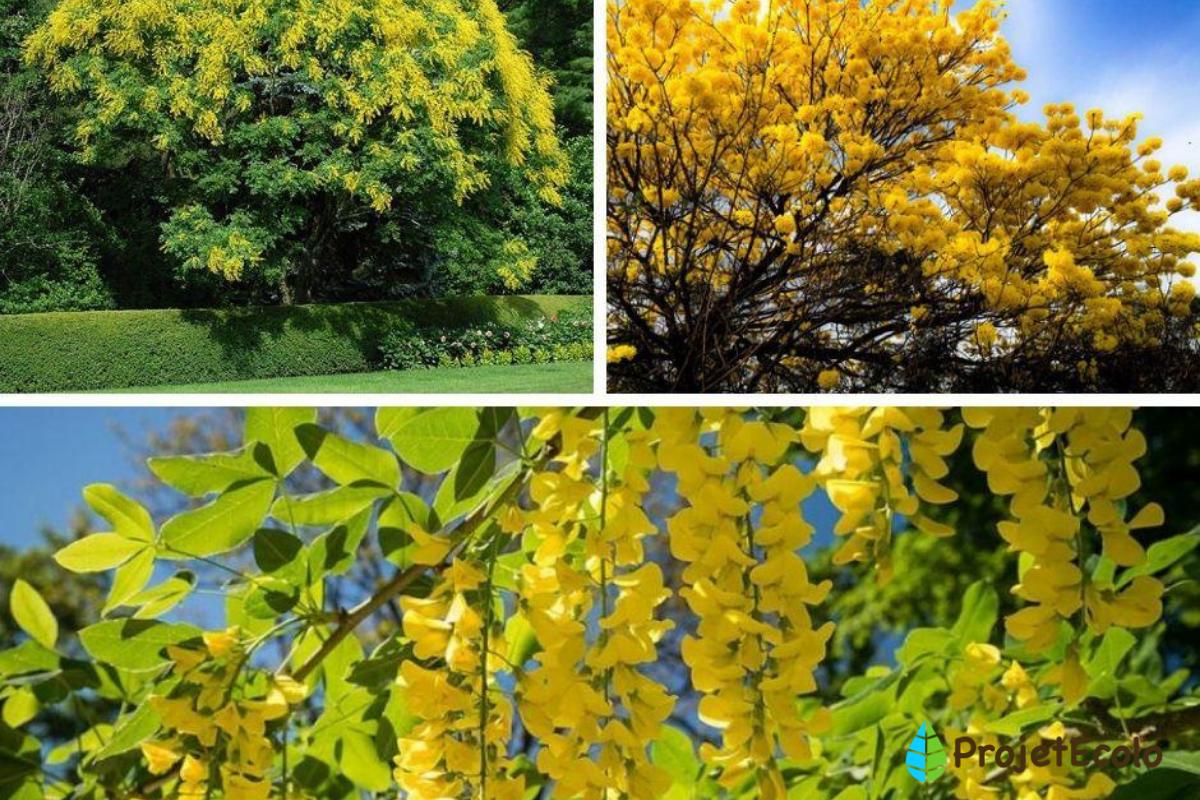 18 ARBRES À FLEURS rouges, bleues, roses et blanches - Avec PHOTOS