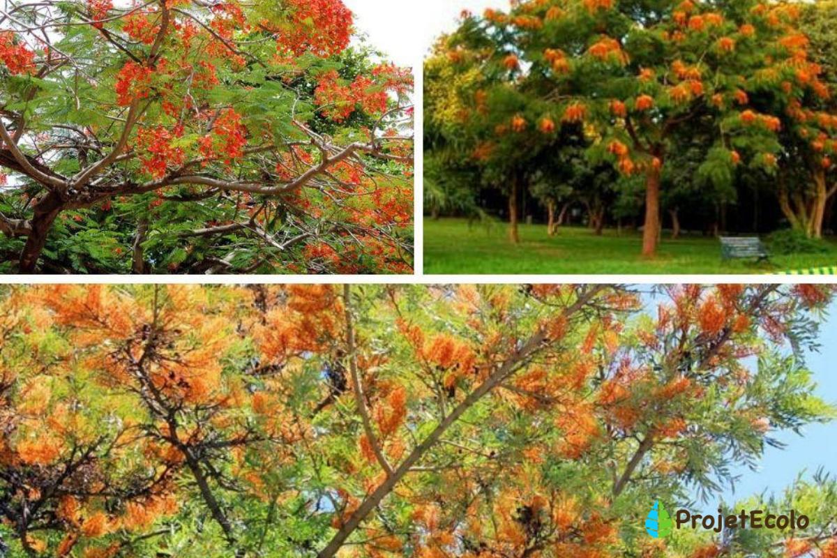 18 ARBRES À FLEURS rouges, bleues, roses et blanches - Avec PHOTOS