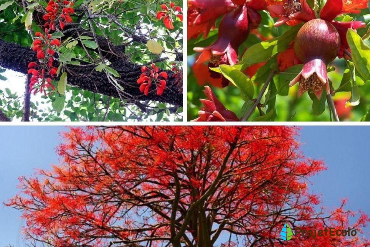 18 ARBRES À FLEURS rouges, bleues, roses et blanches - Avec PHOTOS