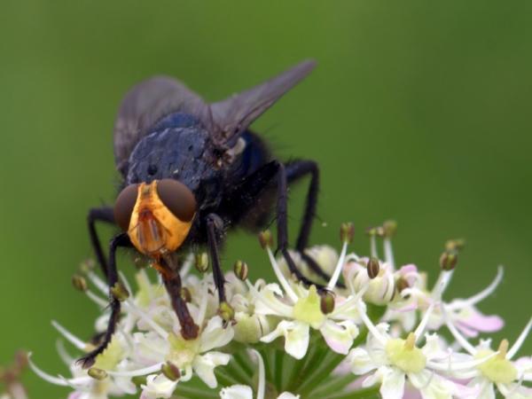 Les NOMS des INSECTES avec leurs CARACTÉRISTIQUES et PHOTOS