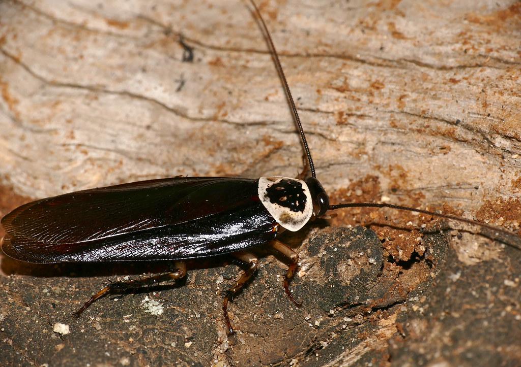 Les NOMS des INSECTES avec leurs CARACTÉRISTIQUES et PHOTOS
