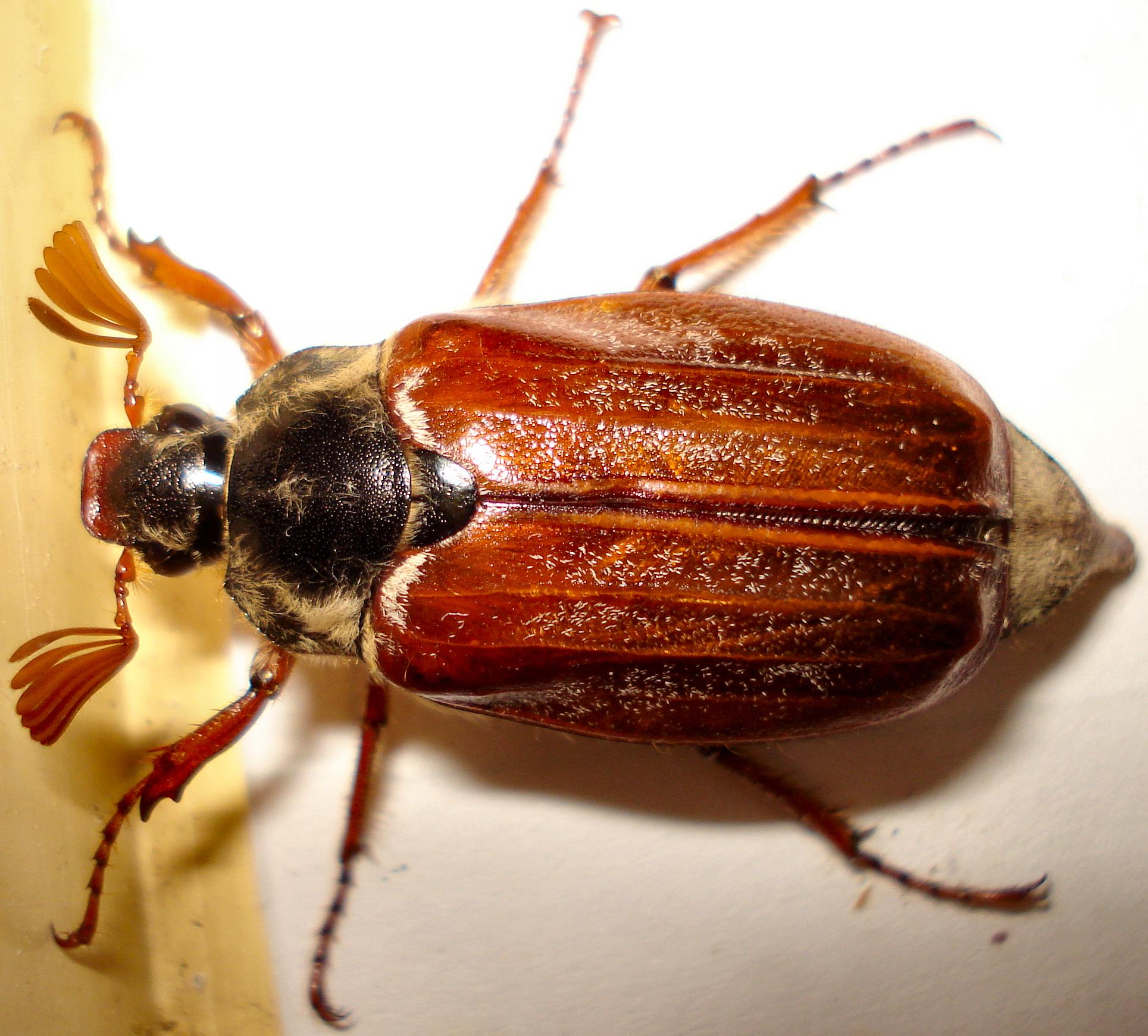 Les NOMS des INSECTES avec leurs CARACTÉRISTIQUES et PHOTOS