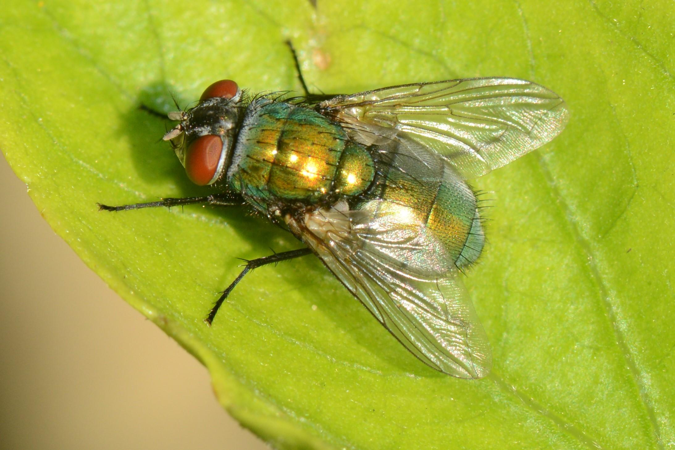 Les NOMS des INSECTES avec leurs CARACTÉRISTIQUES et PHOTOS