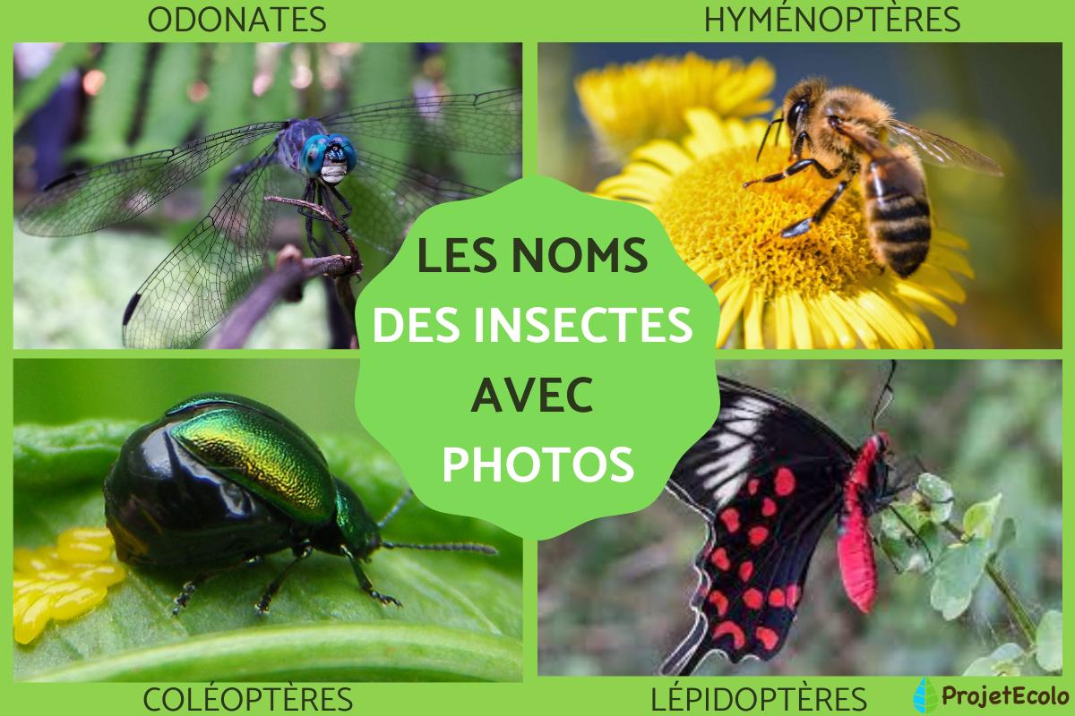 Les NOMS des INSECTES avec leurs CARACTÉRISTIQUES et PHOTOS