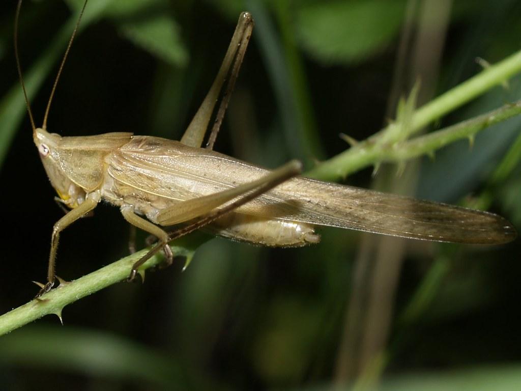 Les NOMS des INSECTES avec leurs CARACTÉRISTIQUES et PHOTOS