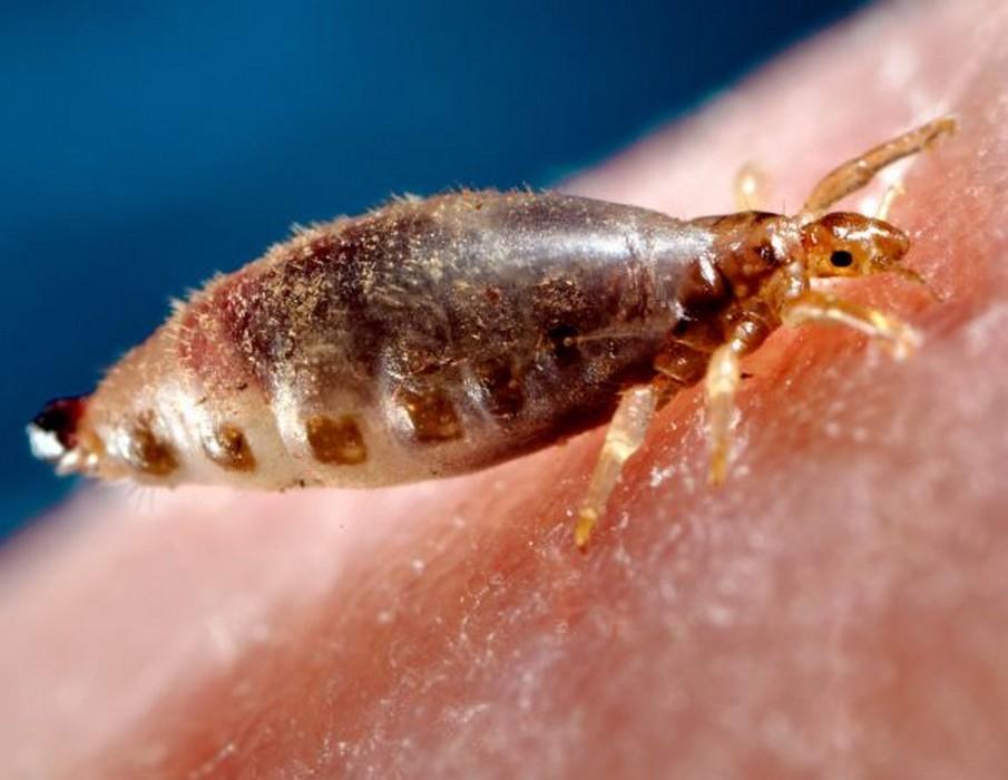 Les NOMS des INSECTES avec leurs CARACTÉRISTIQUES et PHOTOS