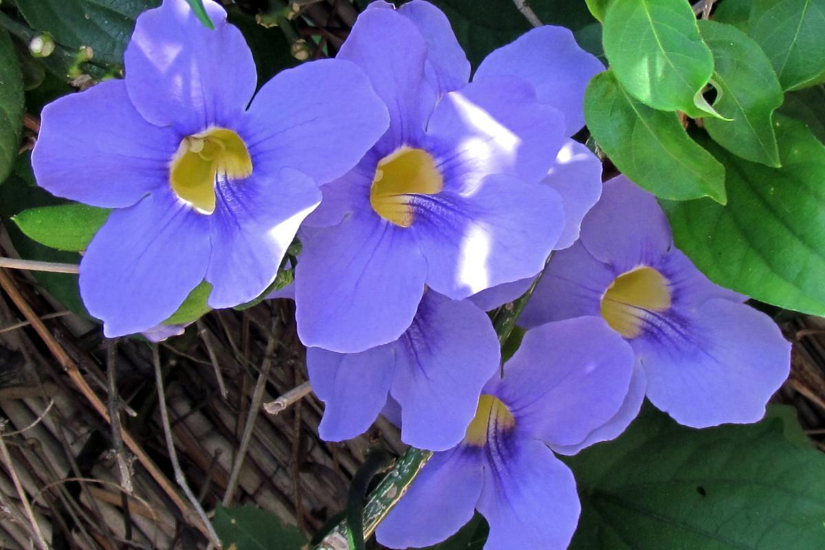 Volubilis - Plante et fleur / Guide pratique