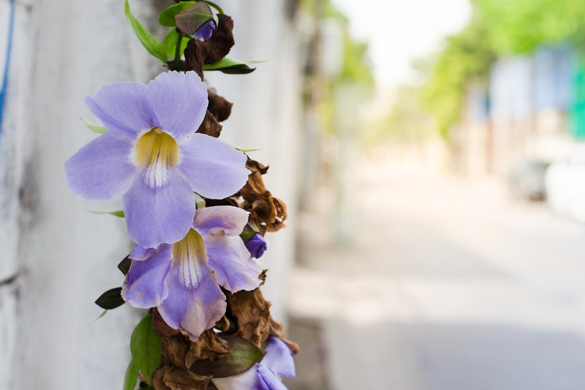 Volubilis - Plante et fleur / Guide pratique