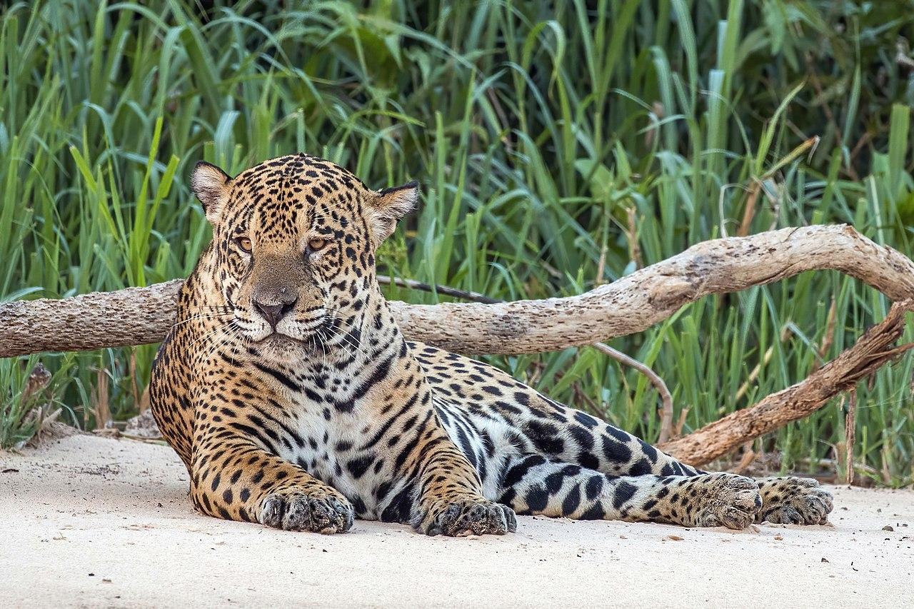 Top des 20 ANIMAUX les PLUS BEAUX du MONDE