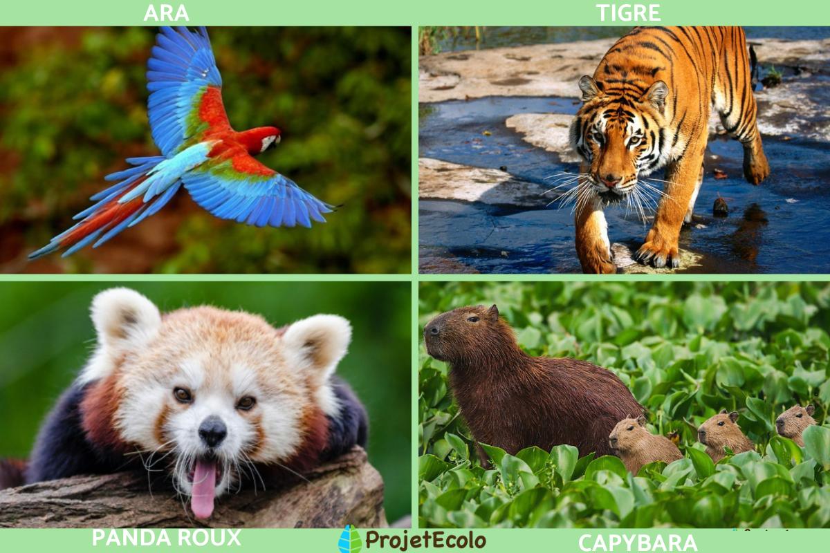 Top des 20 ANIMAUX les PLUS BEAUX du MONDE