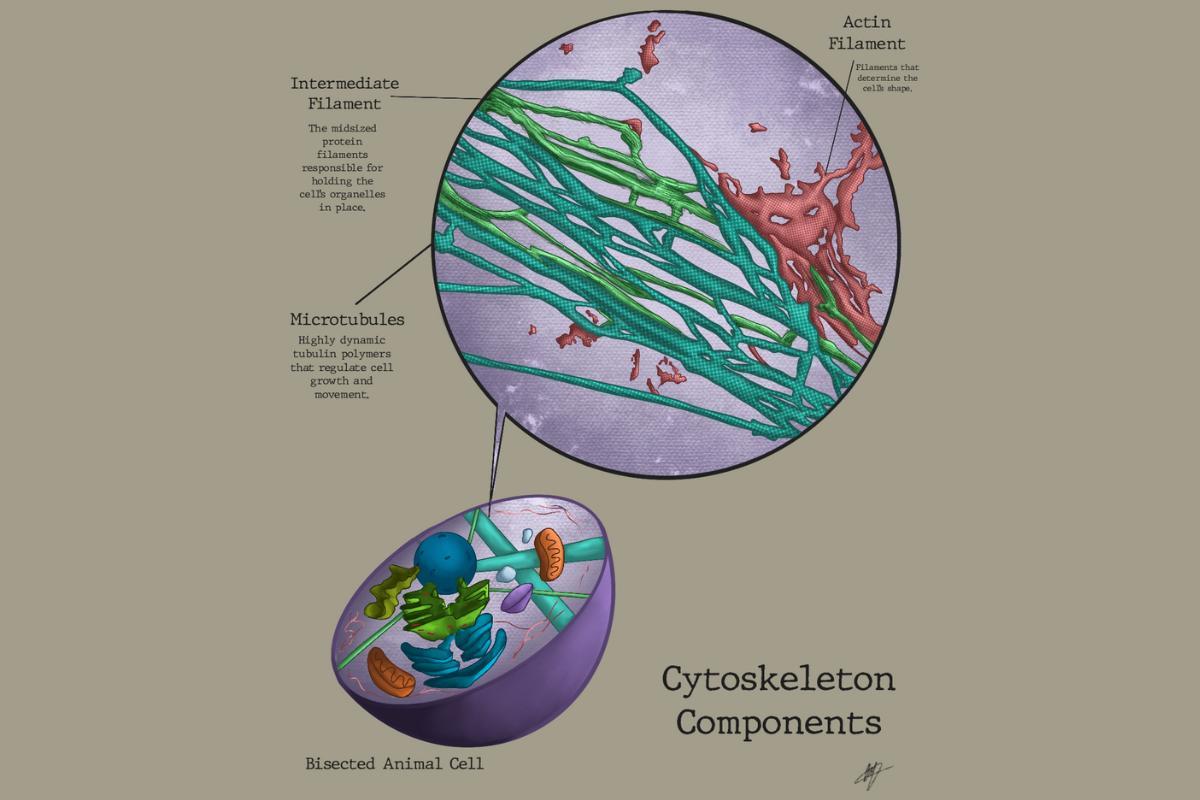 Cytosquelette : définition, caractéristiques, rôle et structure