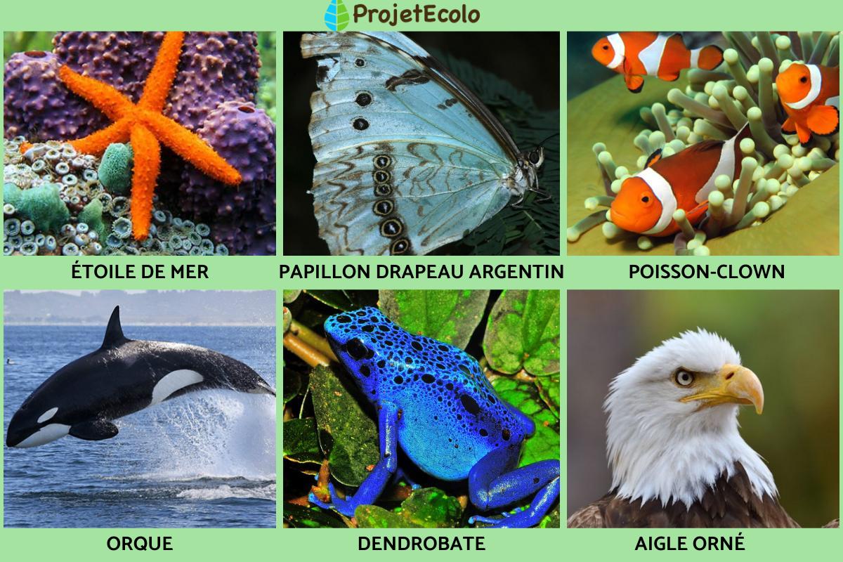 Top des 20 ANIMAUX les PLUS BEAUX du MONDE