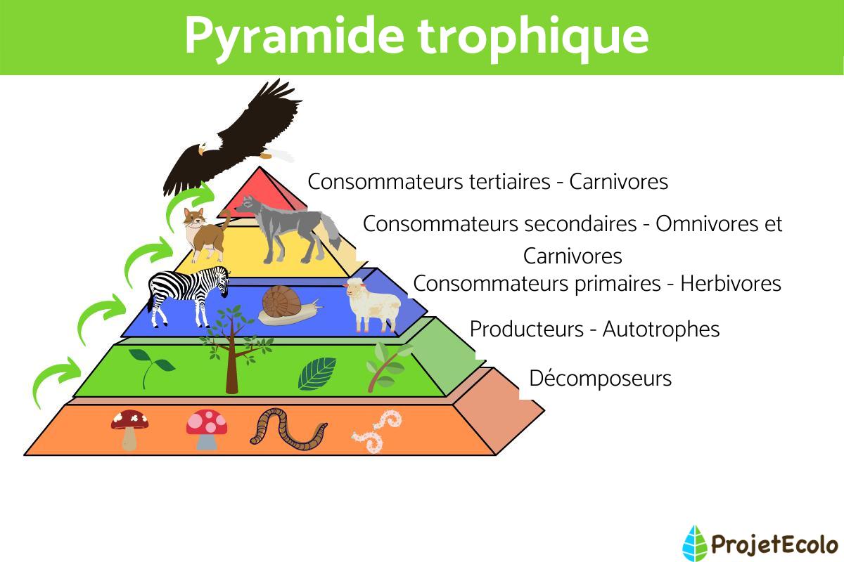 Animaux herbivores : LISTE et CARACTÉRISTIQUES