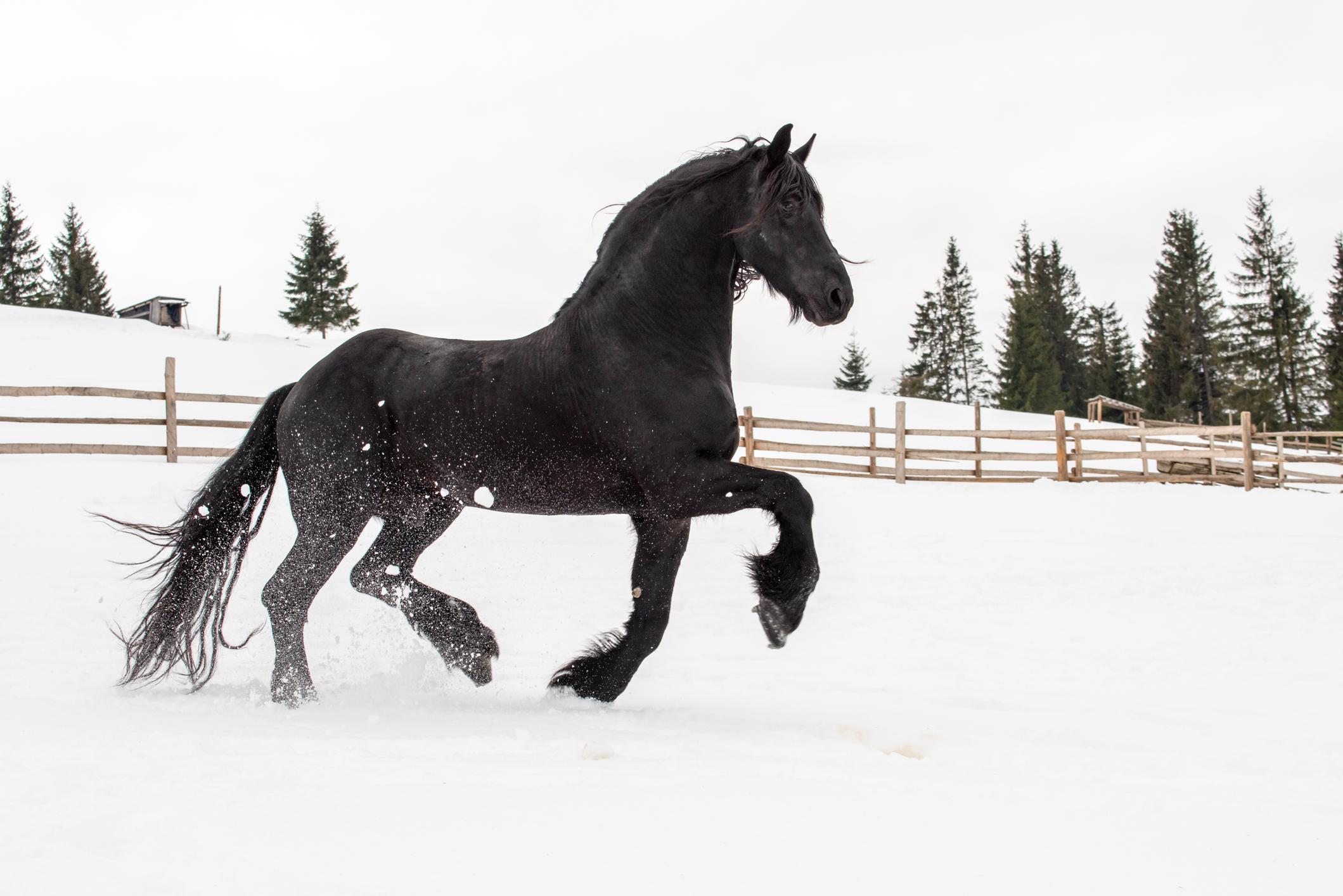 LE PLUS GRAND CHEVAL DU MONDE - TOP 10 des PLUS GRANDES RACES DE CHEVAL ...