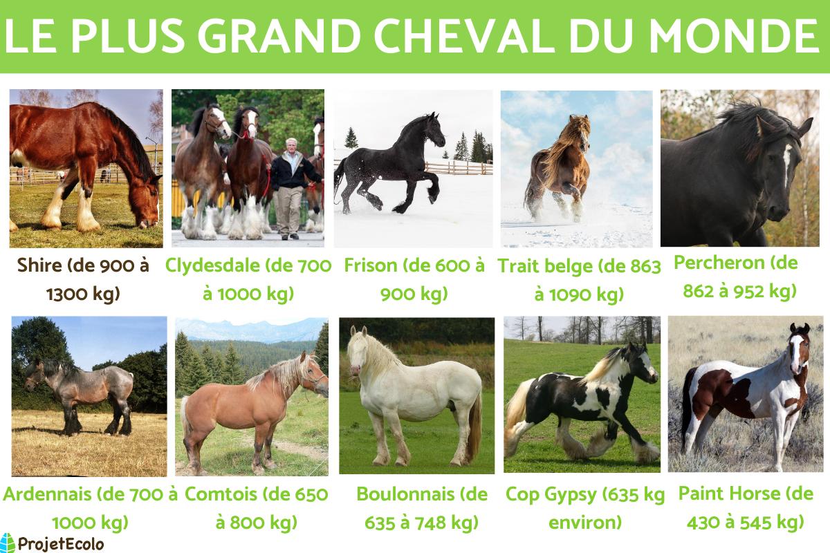 LE PLUS GRAND CHEVAL DU MONDE - TOP 10 des PLUS GRANDES RACES DE CHEVAL ...