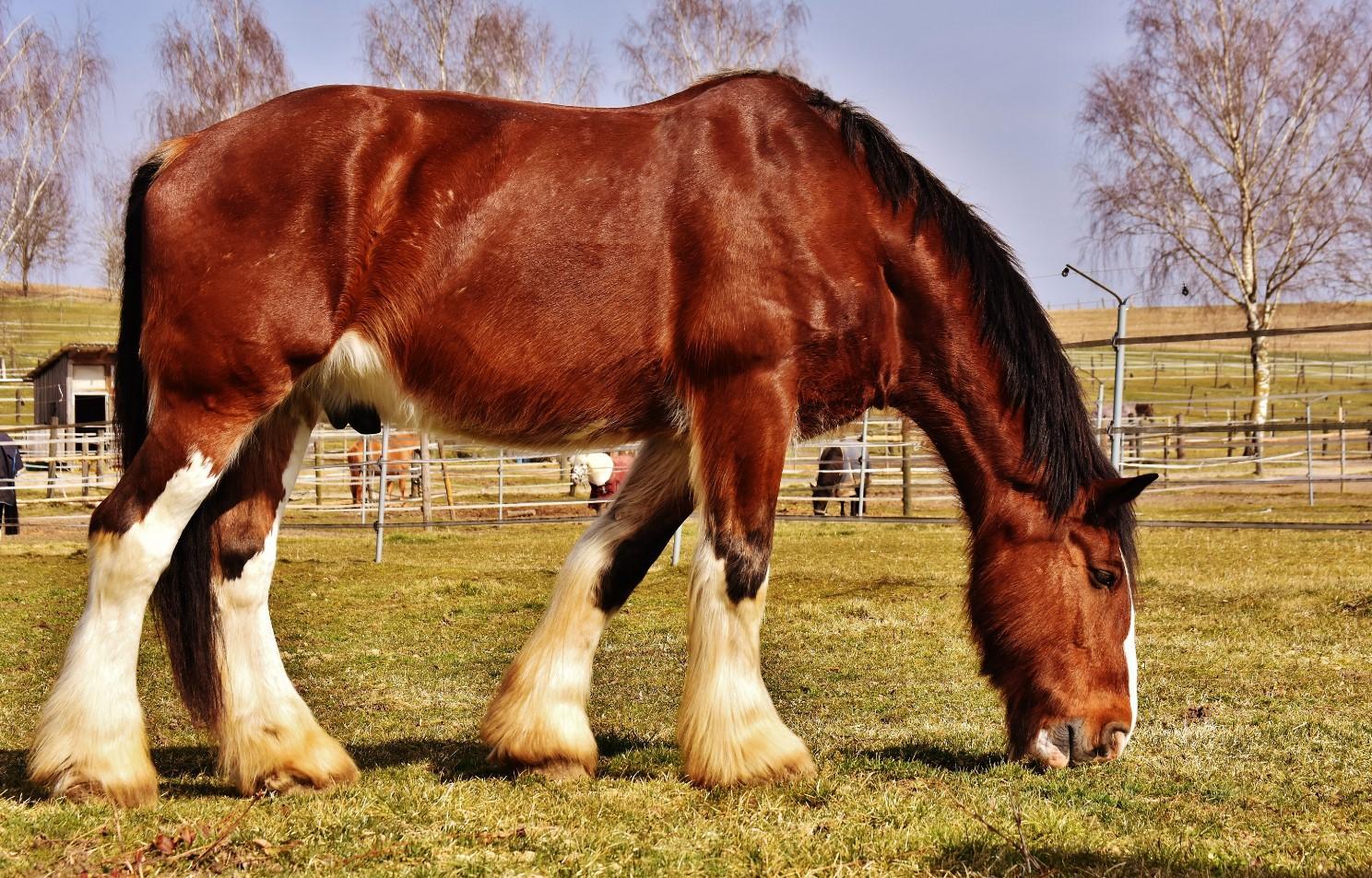 LE PLUS GRAND CHEVAL DU MONDE - TOP 10 des PLUS GRANDES RACES DE CHEVAL ...