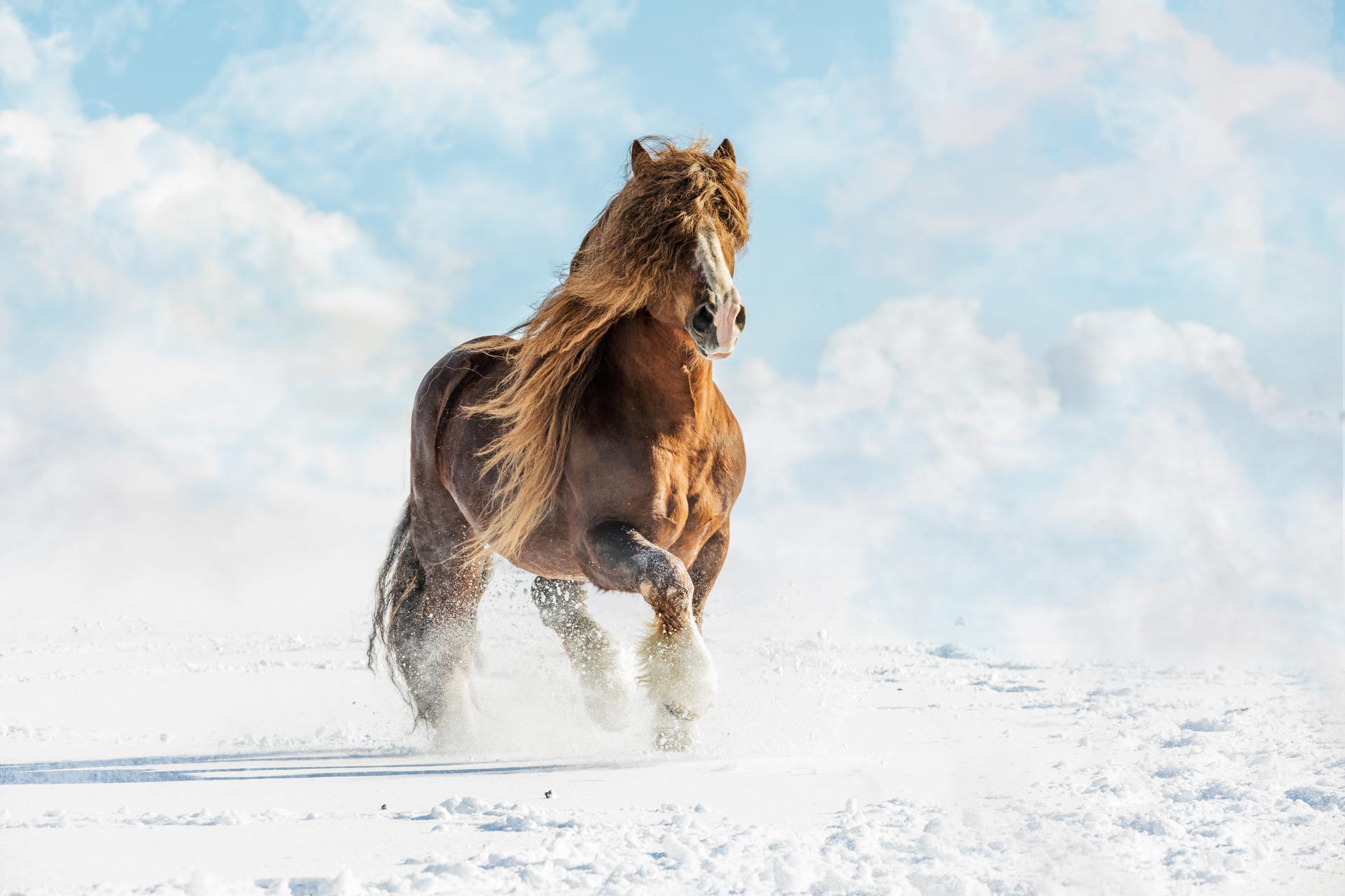 LE PLUS GRAND CHEVAL DU MONDE - TOP 10 des PLUS GRANDES RACES DE CHEVAL ...
