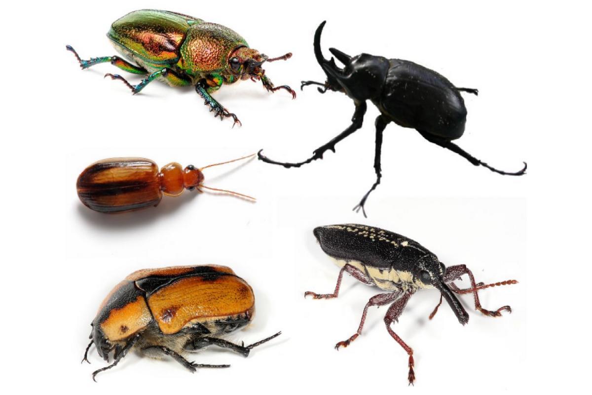 COLÉOPTÈRES : DÉFINITION, CARACTÉRISTIQUES, TYPES et EXEMPLES