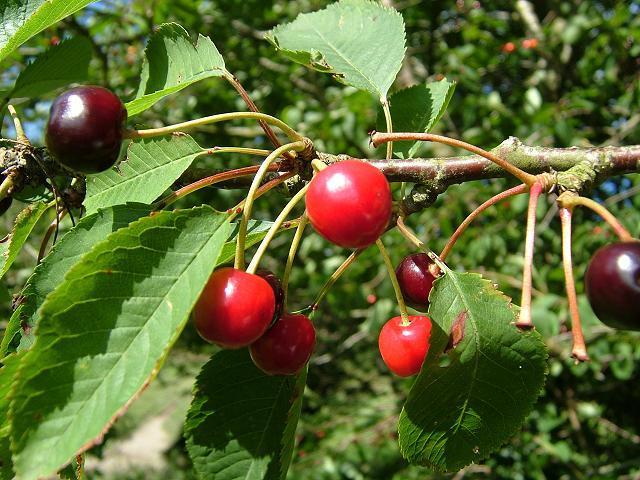 QUAND et COMMENT planter un CERISIER - GUIDE COMPLET