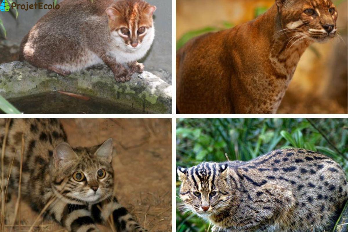 TYPES de FÉLINS - Caractéristiques, exemples et photos