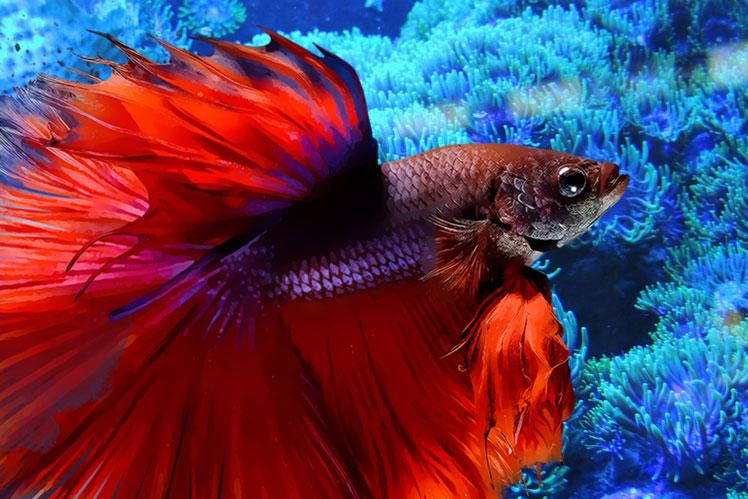 REPRODUCTION des POISSONS osseux et cartilagineux