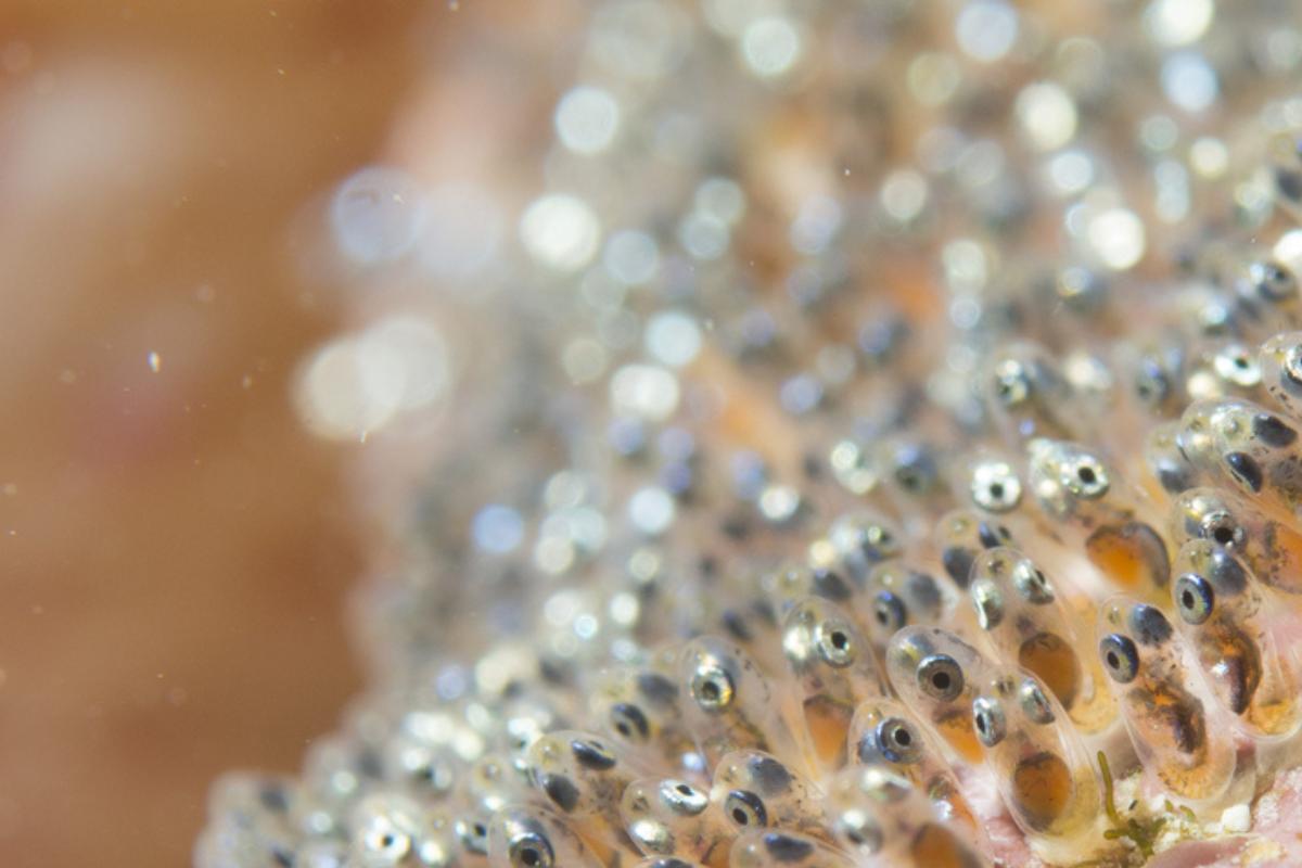 REPRODUCTION des POISSONS osseux et cartilagineux