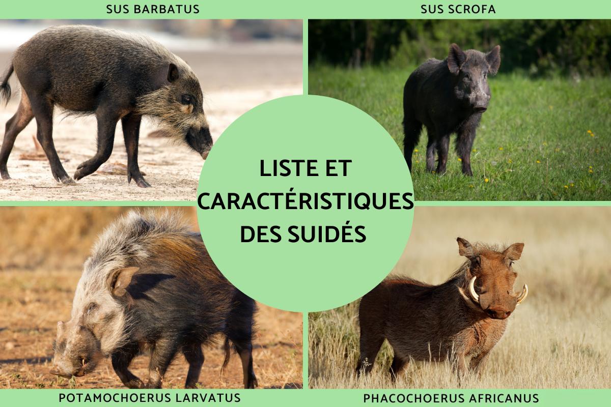 Suidés : définition, caractéristiques et liste