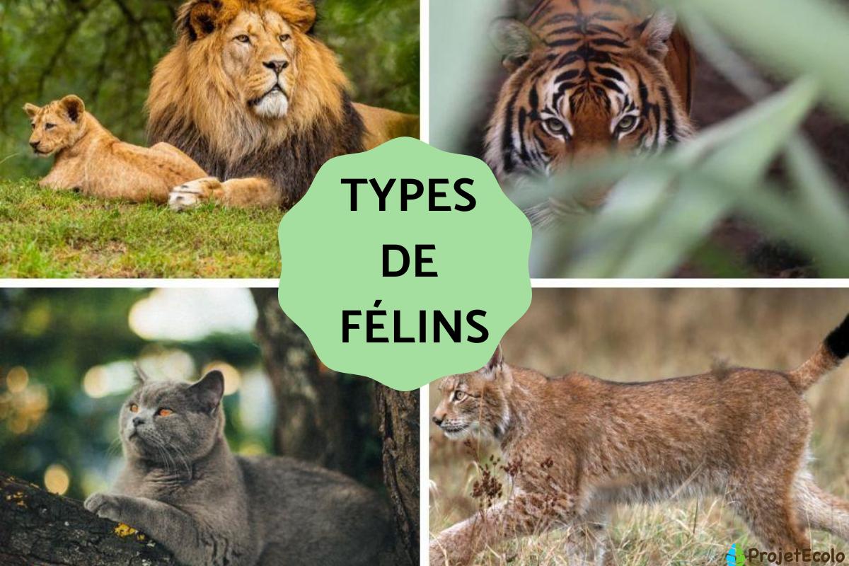 TYPES de FÉLINS - Caractéristiques, exemples et photos