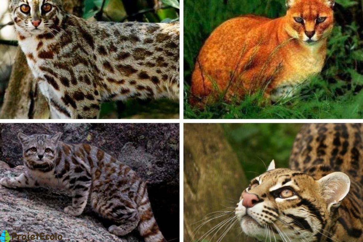 TYPES de FÉLINS - Caractéristiques, exemples et photos