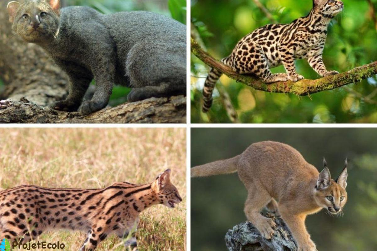 TYPES de FÉLINS - Caractéristiques, exemples et photos