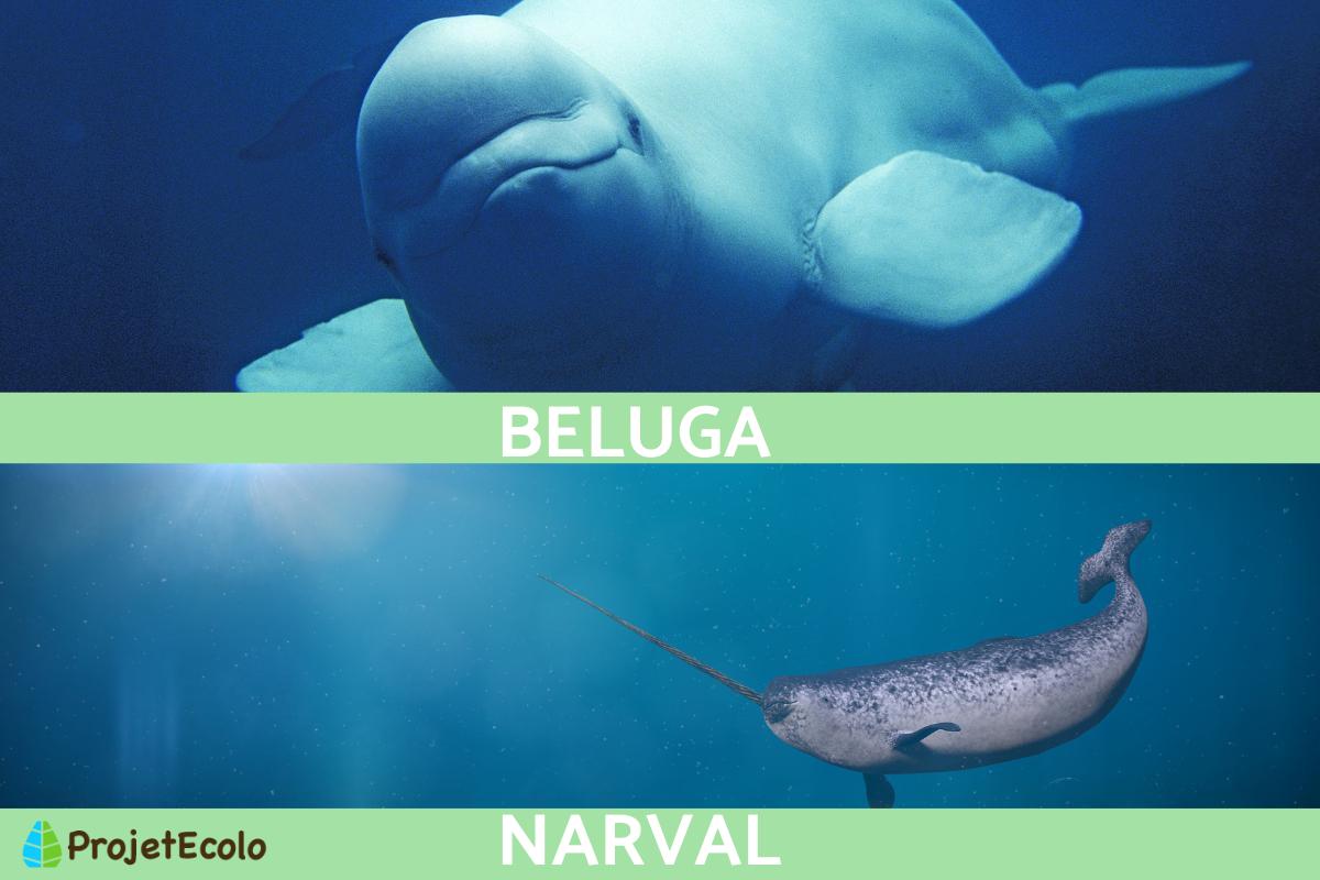 Monodontidae : Définition et caractéristiques