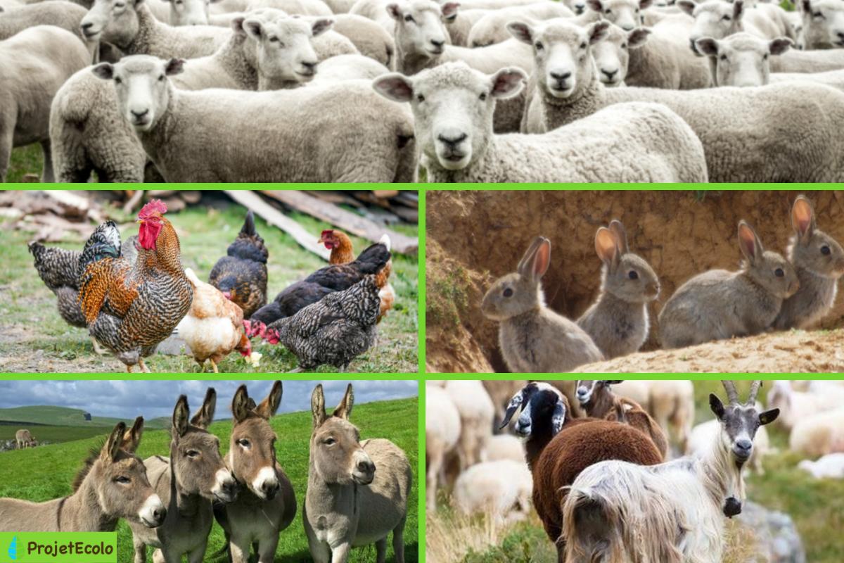 +25 animaux de la campagne - Liste et photos