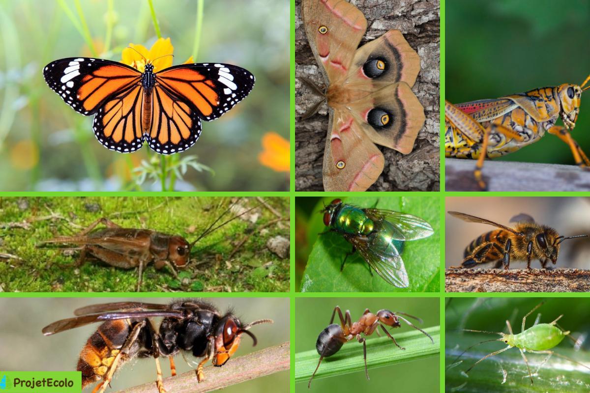 +25 animaux de la campagne - Liste et photos