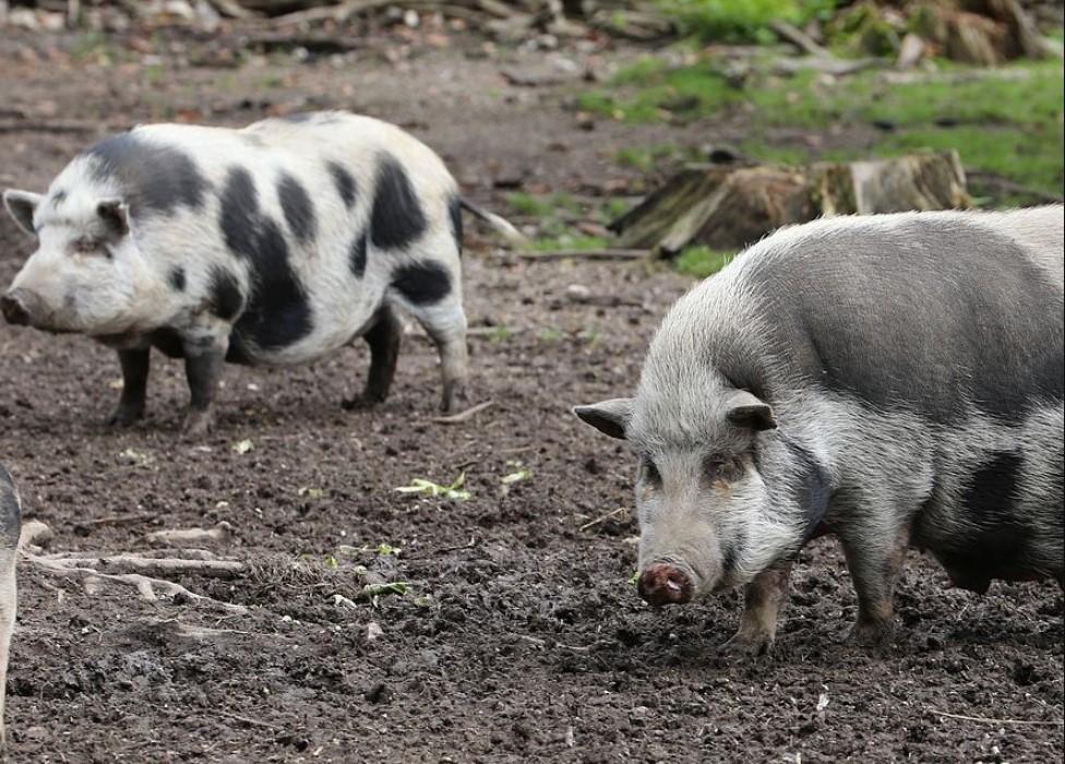 +25 animaux de la campagne - Liste et photos