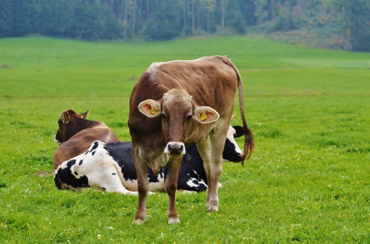 +25 animaux de la campagne - Liste et photos