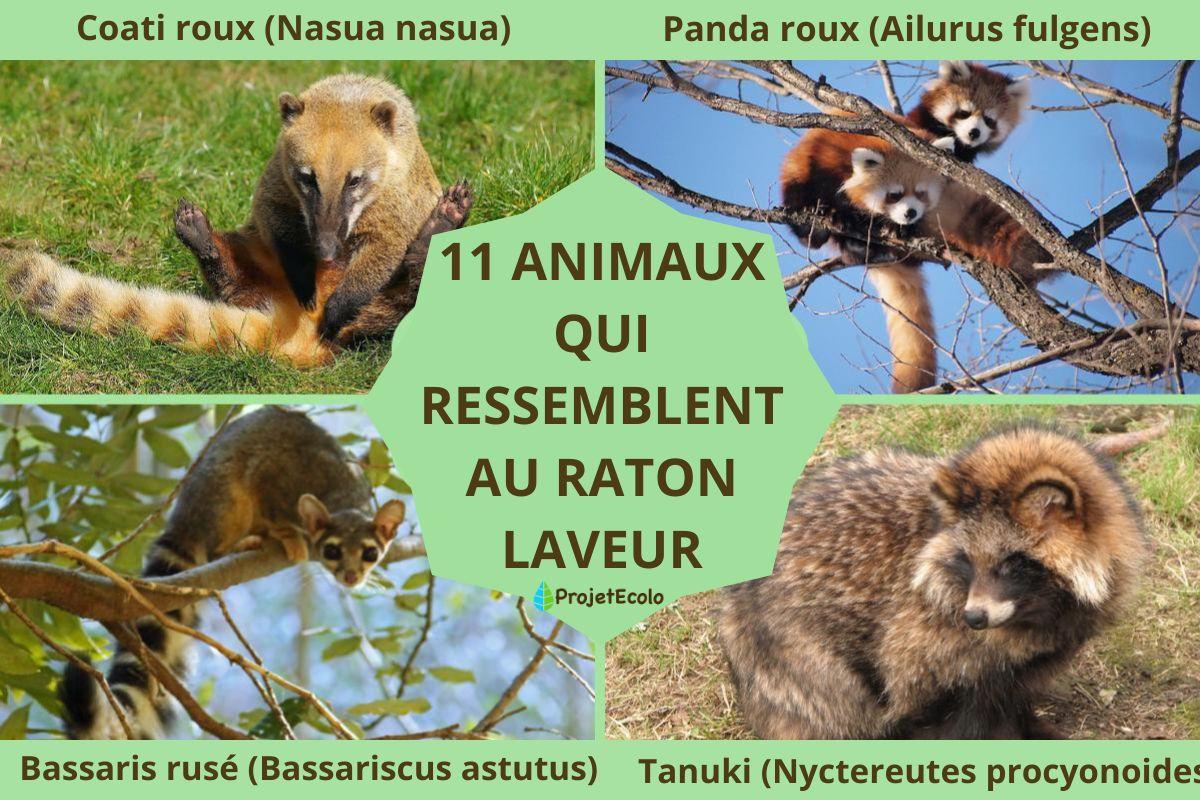 Sitemapcdatahttpsmodeinf Inetcomplante Ressemblant Au Senecon