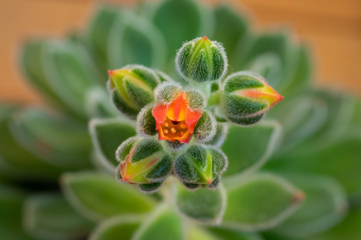 Echeveria setosa : entretien et bouture