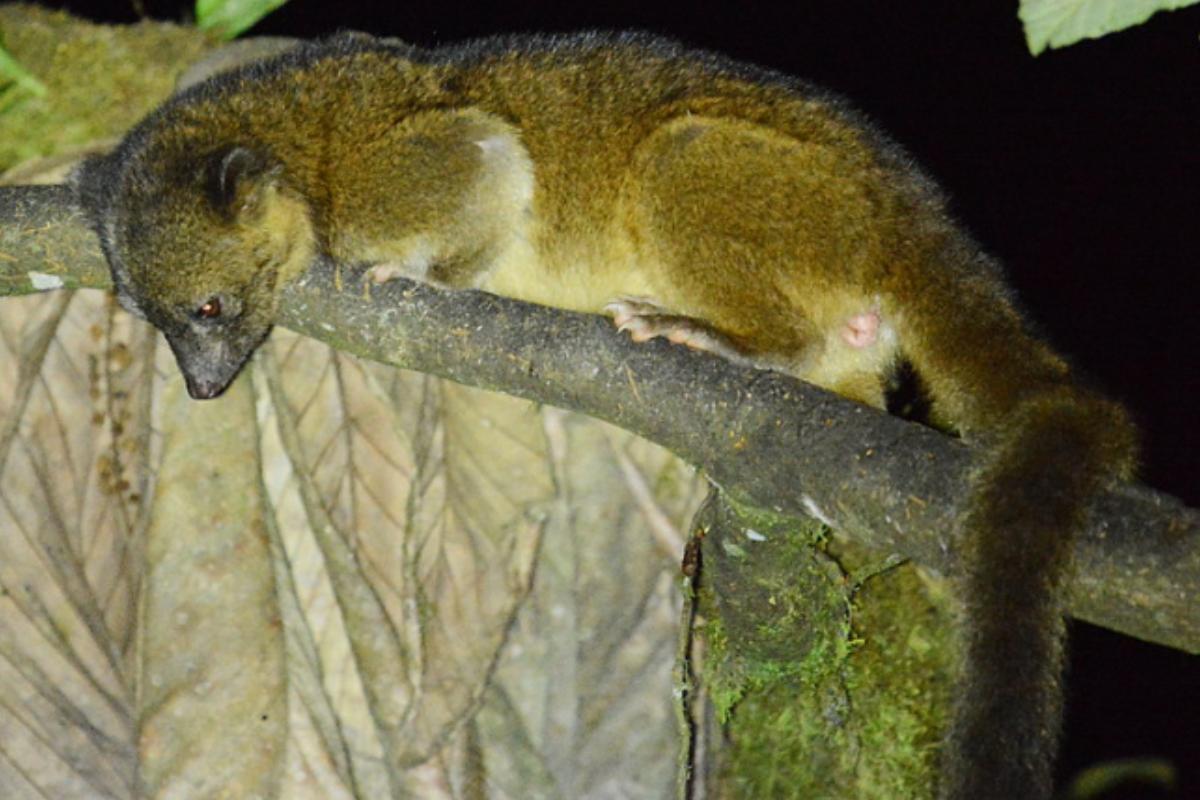 11 Animaux ressemblant au raton laveur - NOMS ET PHOTOS