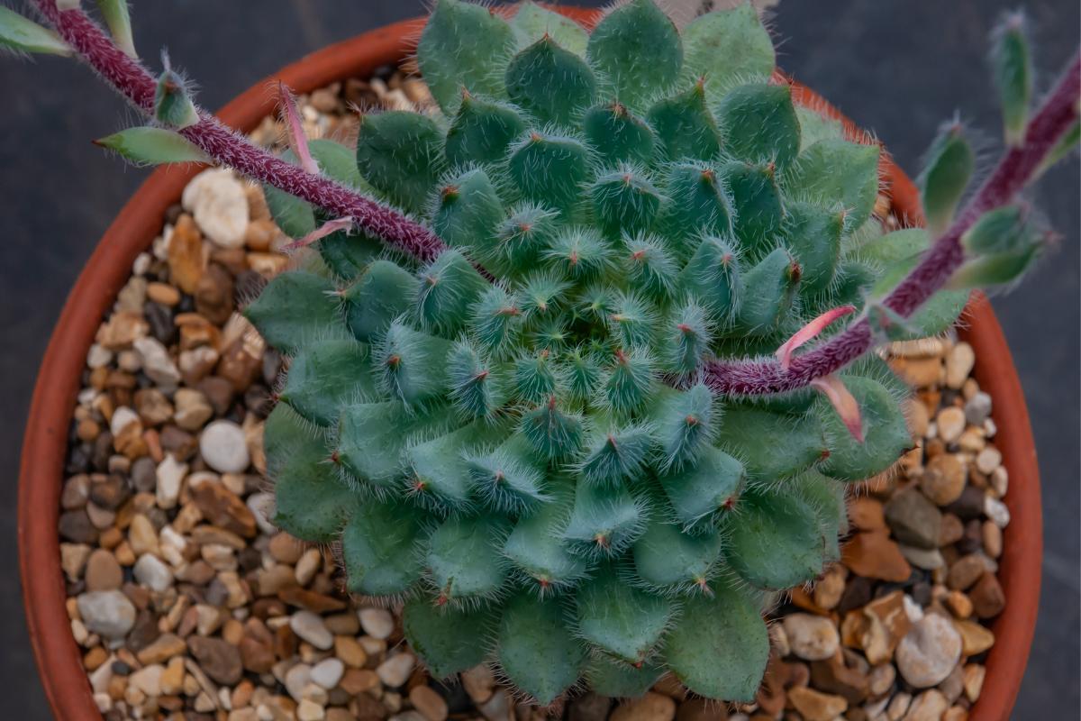 Echeveria setosa : entretien et bouture