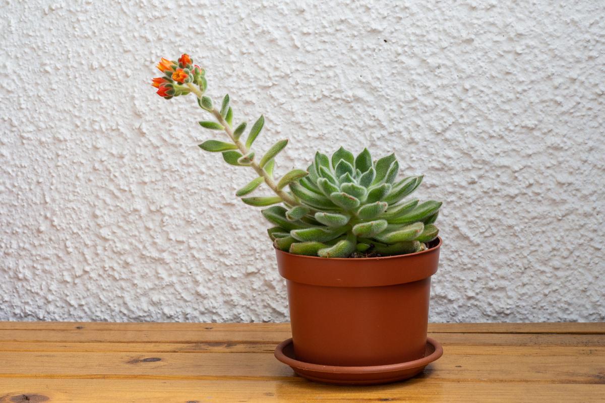 Echeveria setosa : entretien et bouture