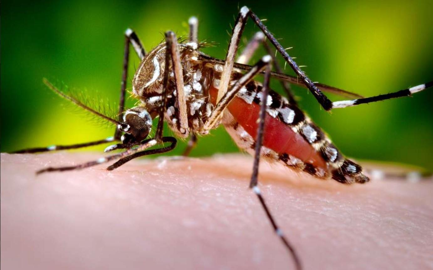 Types de moustiques - Noms et photos