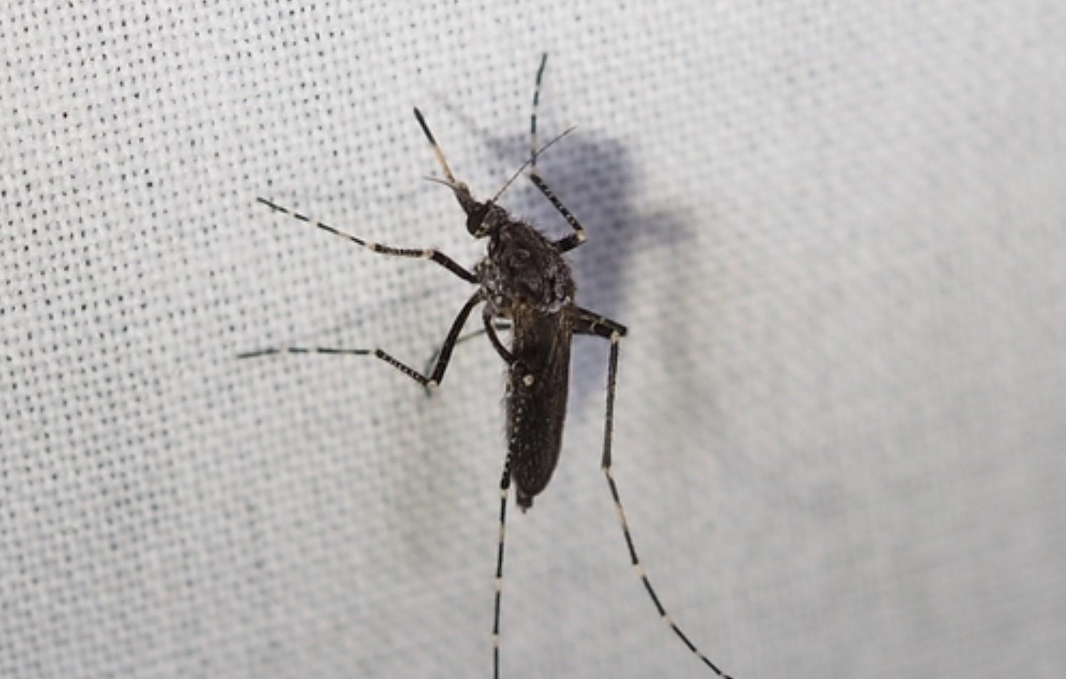 Types de moustiques - Noms et photos