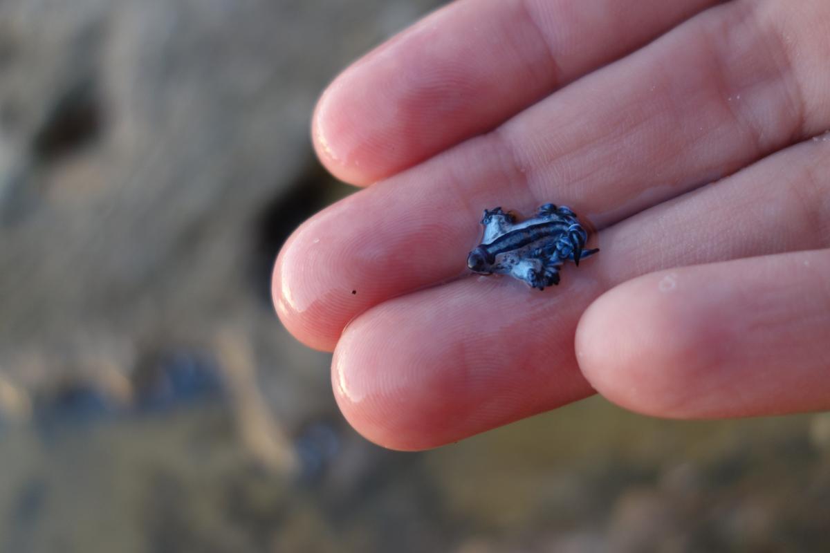 Dragon bleu des mers ou Glaucus atlanticus : taille, alimentation et danger