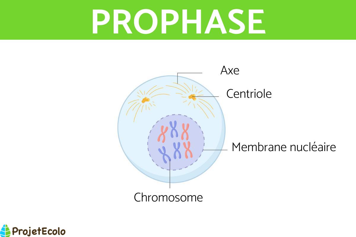 PHASES du CYCLE CELLULAIRE - DÉFINITION et SCHÉMA