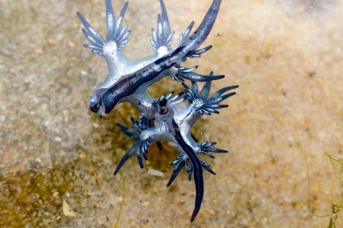 Dragon bleu des mers ou Glaucus atlanticus : taille, alimentation et danger