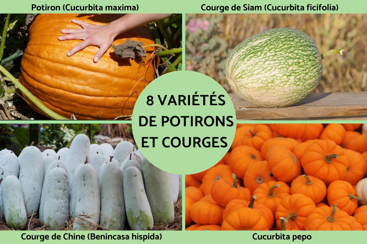 8 Variétés de potirons et courges