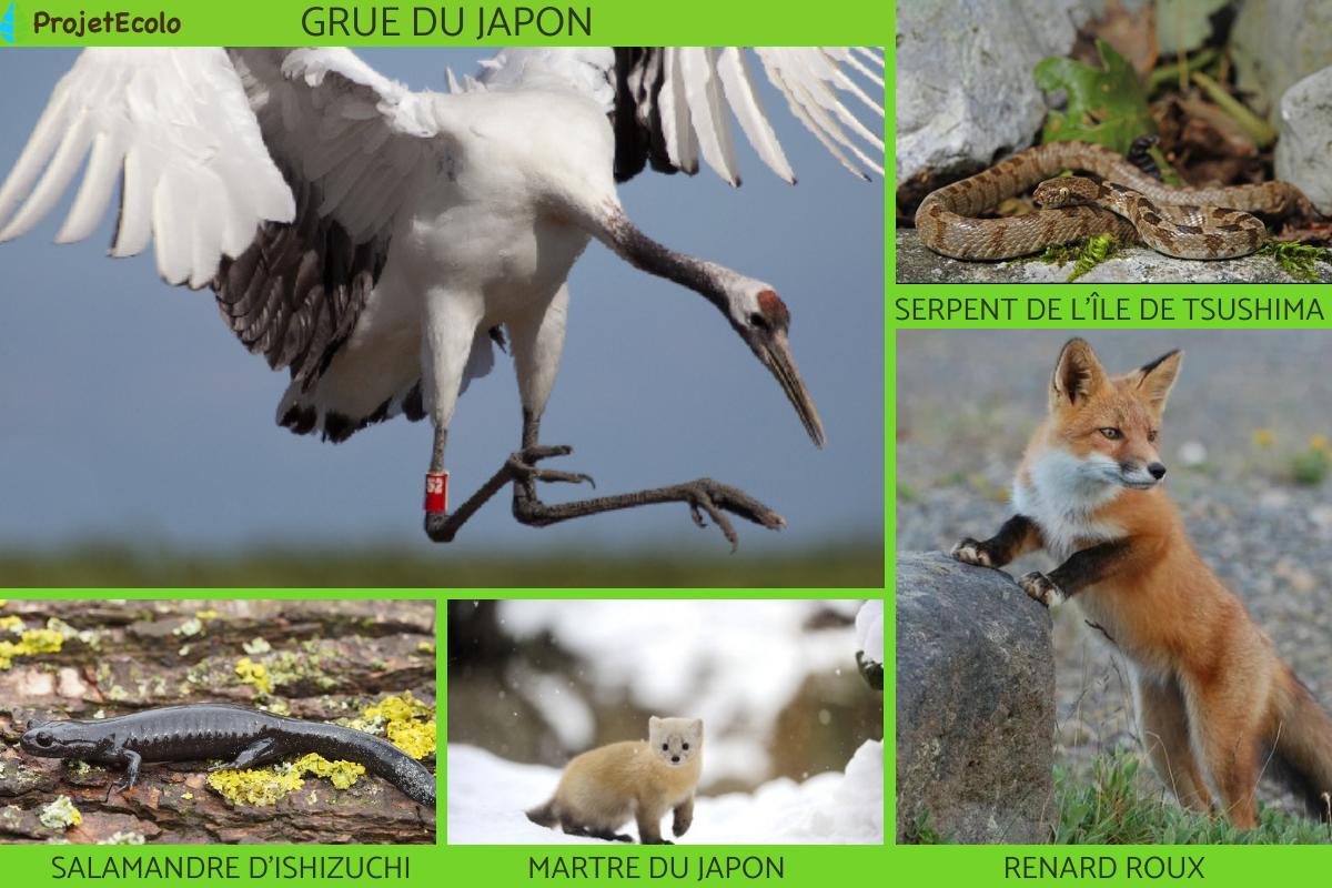 +10 ANIMAUX JAPONNAIS - NOMS, CARACTÉRISTIQUES et PHOTOS