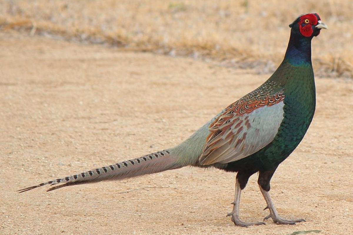 +10 ANIMAUX JAPONNAIS - NOMS, CARACTÉRISTIQUES et PHOTOS
