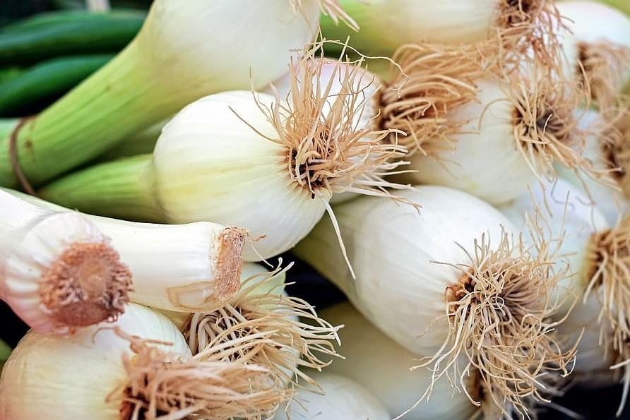 9 VARIÉTÉS D'OIGNONS - Noms, caractéristiques et images