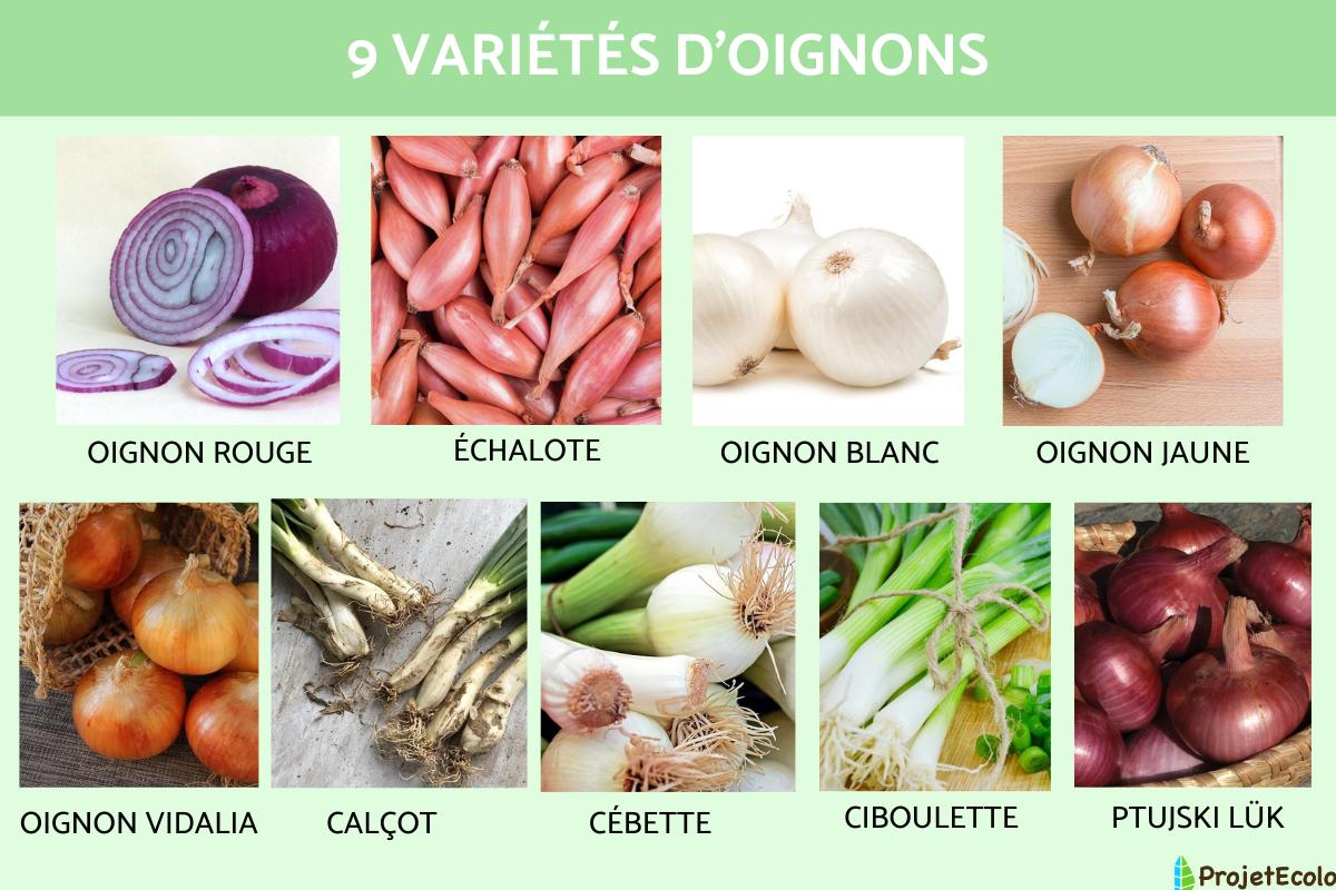 9 VARIÉTÉS D'OIGNONS - Noms, caractéristiques et images